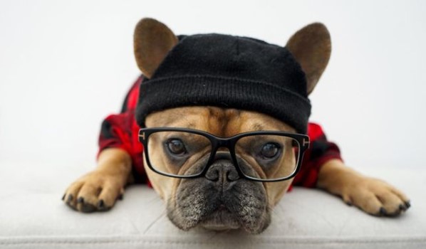 73 Male French Bulldog Names - The Dogman