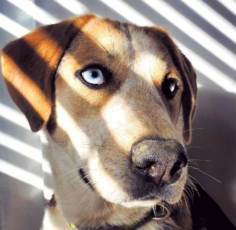 Beaskie: Beagle & Siberian Husky - The Dogman