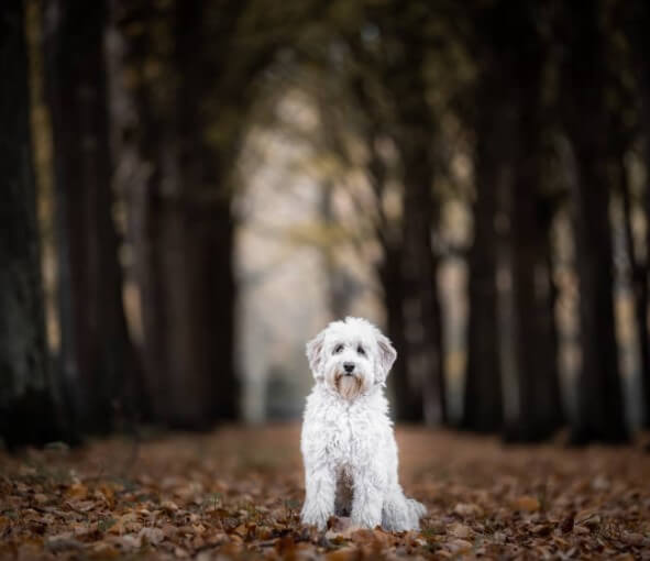 70 Female Labradoodle Names - The Dogman