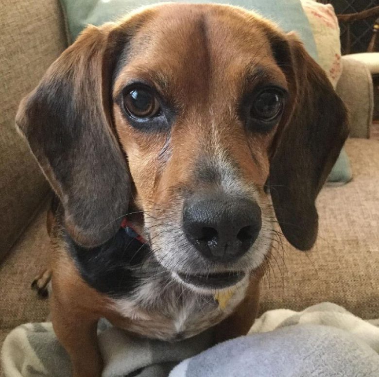 Doxle: Beagle & Dachshund - The Dogman