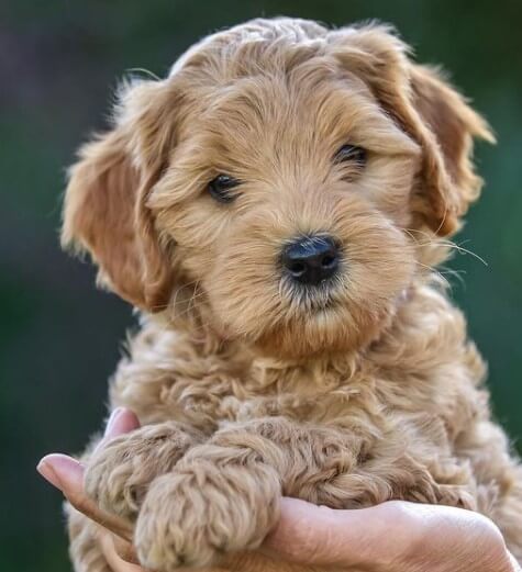 70 Female Labradoodle Names - The Dogman