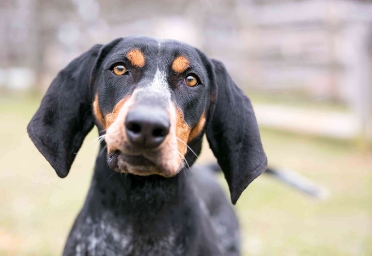Coonhound Dog Breed Information | The Dogman