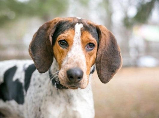 Coonhound Dog Breed Information - The Dogman