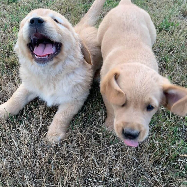 Goldador: Golden Retriever & Labrador Retriever - The Dogman