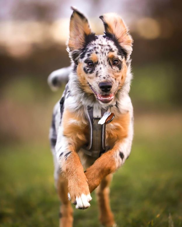 Golden Aussie: Golden Retriever & Australian Shepherd - The Dogman