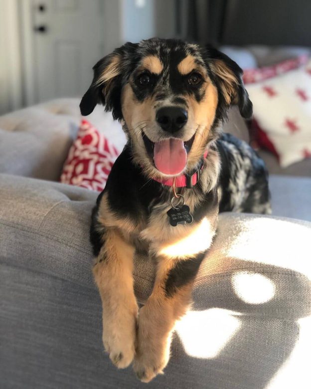 Golden Aussie: Golden Retriever & Australian Shepherd - The Dogman