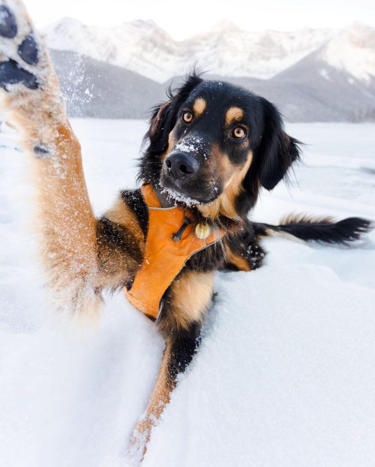 Golden Aussie: Golden Retriever & Australian Shepherd - The Dogman