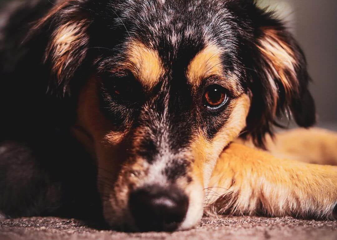 Golden Aussie: Golden Retriever & Australian Shepherd - The Dogman