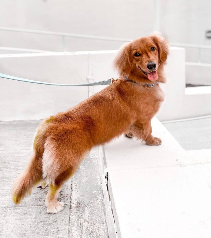 Golden Dox: Golden Retriever & Dachshund - The Dogman