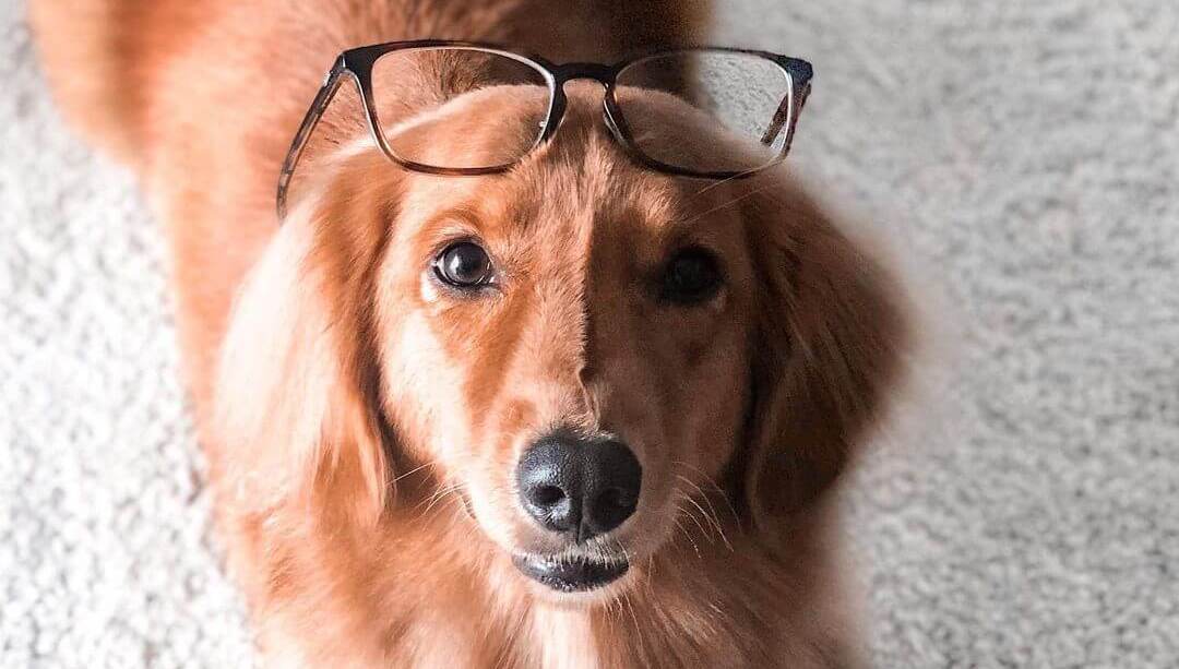 Golden Dox: Golden Retriever & Dachshund - The Dogman