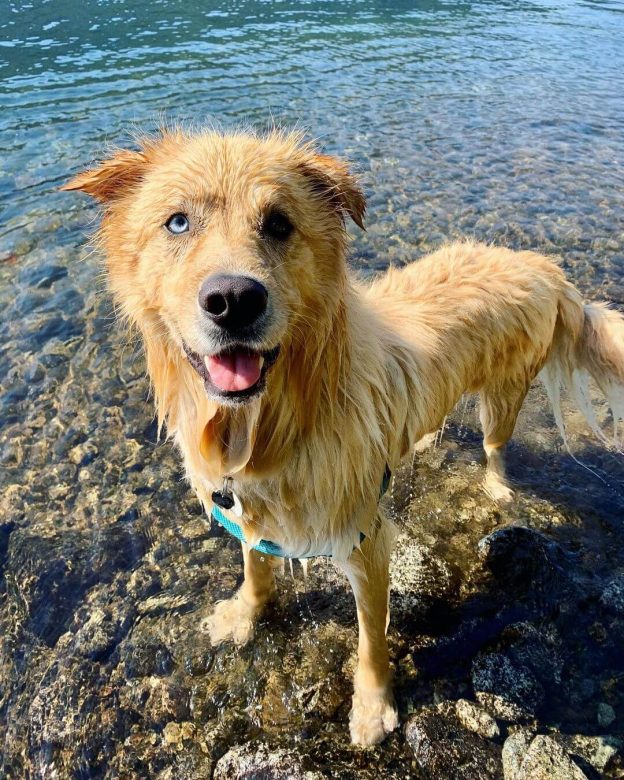 Golden Husky: Golden Retriever & Siberian Husky - The Dogman