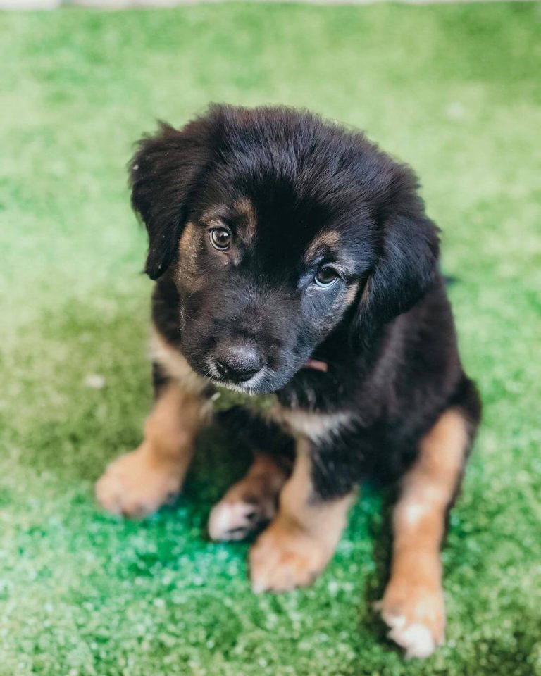 Goldenweiler: Golden Retriever & Rottweiler | The Dogman