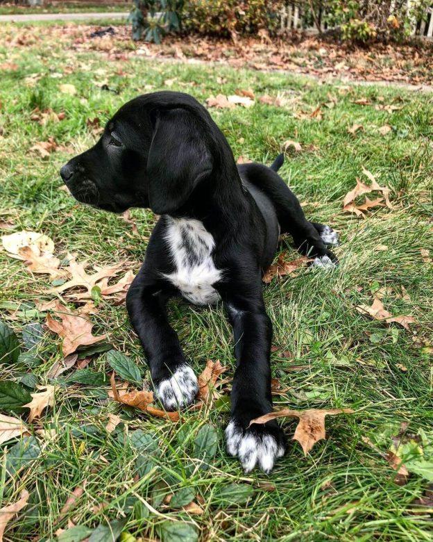 Goldmation: Golden Retriever & Dalmation - The Dogman