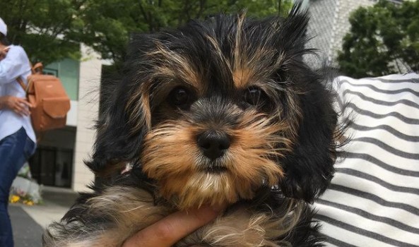 Yorkie-Cav: Yorkie & Cavalier King Charles Spaniel - The Dogman
