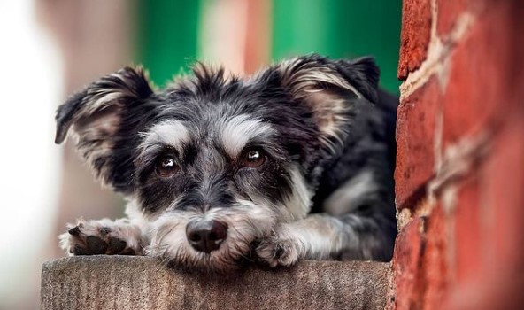 Snorkie: Yorkie & Miniature Schnauzer - The Dogman