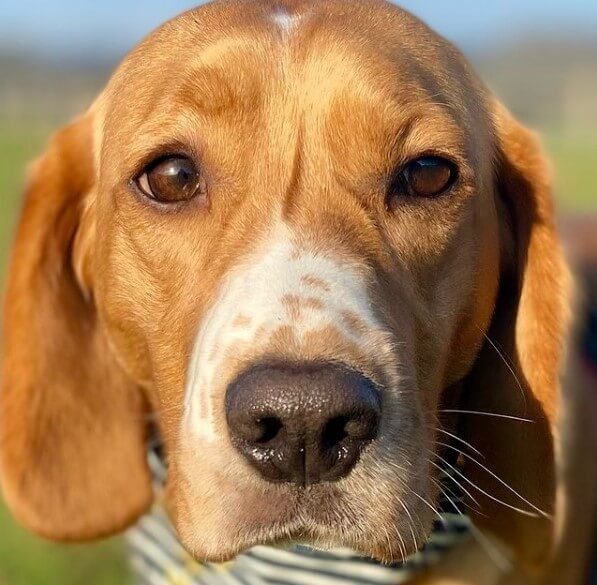 Speagle: Beagle & Cocker Spaniel | The Dogman