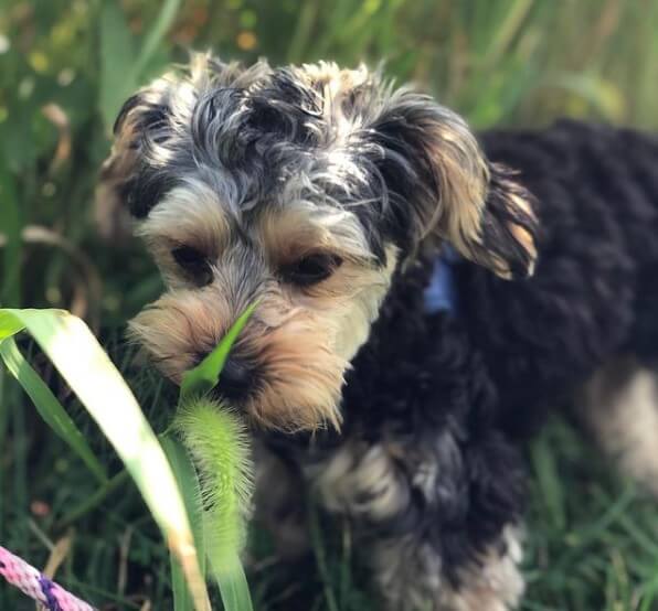 Yorkipoo: Yorkie & Poodle - The Dogman