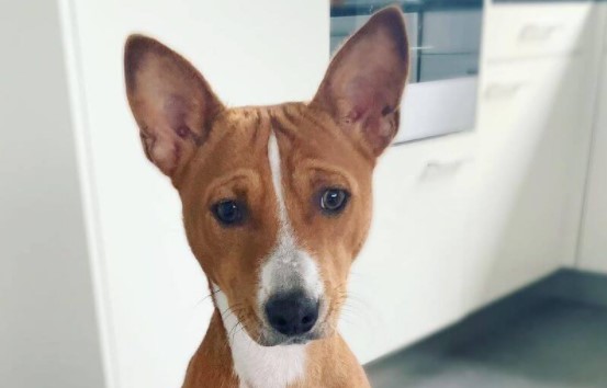 15 Interesting Facts About Basenjis - The Dogman