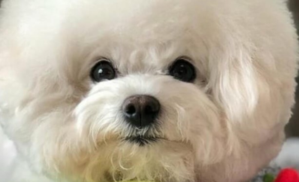 15 Photos Of Bichon Frise That Will Make You Smile For The Rest Of The ...