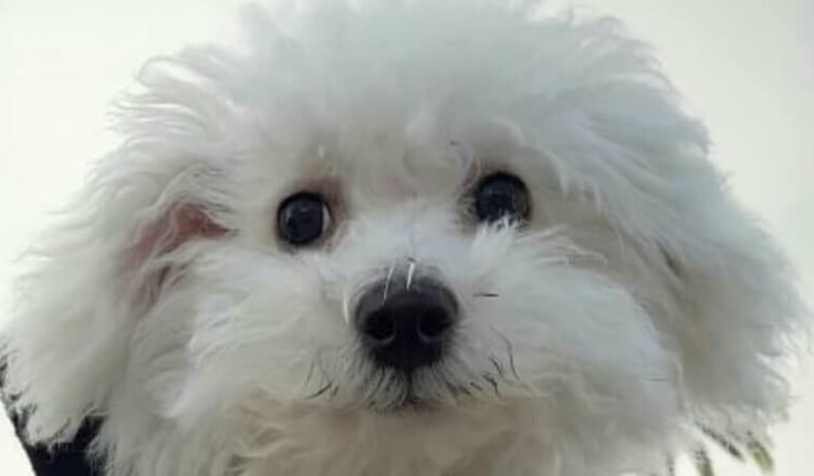 14 Bichon Frise Photos That Will Raise Your Mood - The Dogman