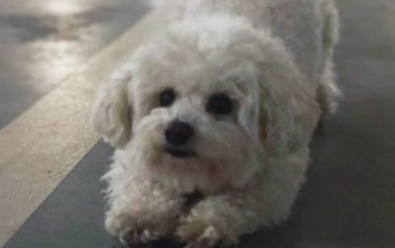 15 Bichon Frise Photos That Will Cause A Good Mood In Winter - The Dogman
