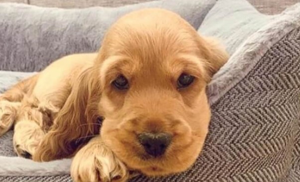 15 Undeniable Truths Only Cocker Spaniel Pup Parents Understand - The ...