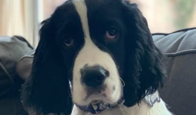 14 Springer Spaniel Pics That’ll Keep You Smiling Through the Rest of ...