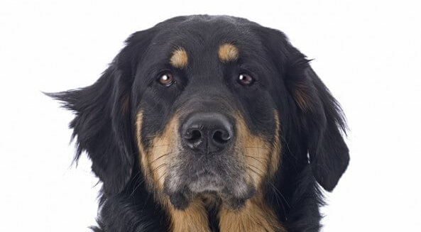 Golden Mountain Mix: Golden Retriever & Bernese Mountain Dog - The Dogman