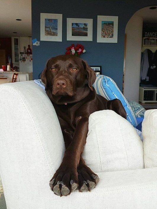 15 of the Funniest Labrador Pics That Were Taken at the Perfect Time ...