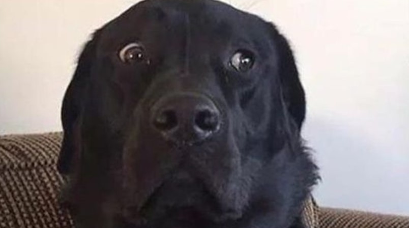 15 Things Only Labrador Owners Will Understand - The Dogman