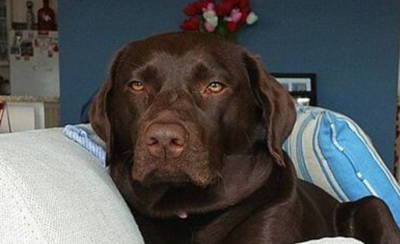 15 of the Funniest Labrador Pics That Were Taken at the Perfect Time ...