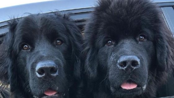 15 Cool Facts About Newfoundlands - The Dogman
