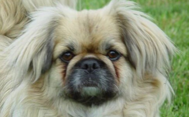 18 Basics That Only The Pekingese Owner Understands - The Dogman