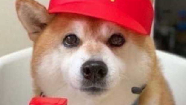 15 Best Shiba Inu Memes of All Time - The Dogman