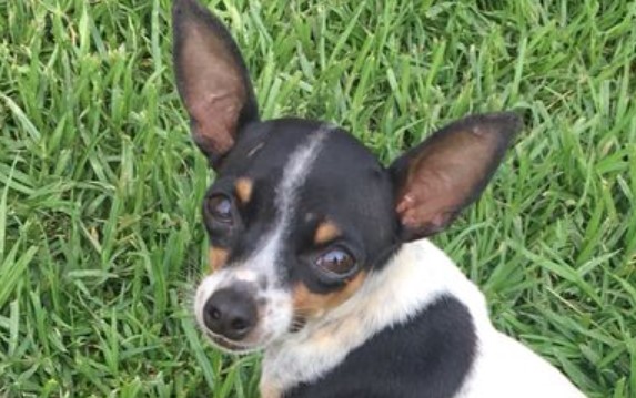 15 Cool Facts About Toy Fox Terriers - The Dogman