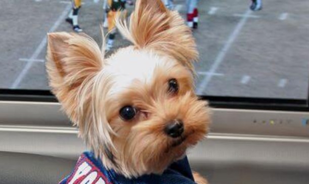 15 of the Funniest Yorkie Pics That Were Taken at the Perfect Time ...