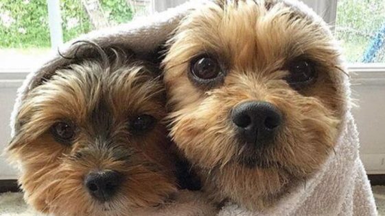14 Yorkie Pics That Will Make You Laugh - The Dogman