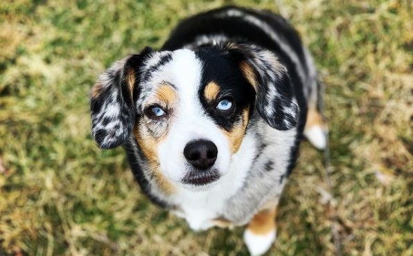 Australian Beagle: Beagle & Australian Shepherd - The Dogman