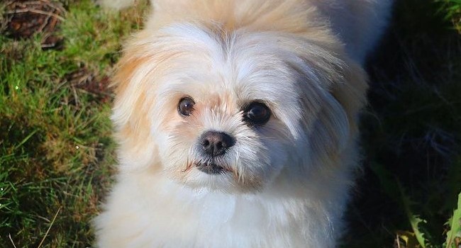 La Pom: Lhasa Apso & Pomeranian - The Dogman