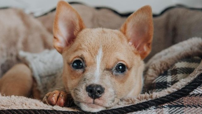 Jackaranian: Jack Russell Terrier & Pomeranian - The Dogman