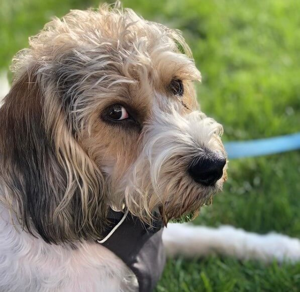 Poogle: Beagle & Poodle | The Dogman