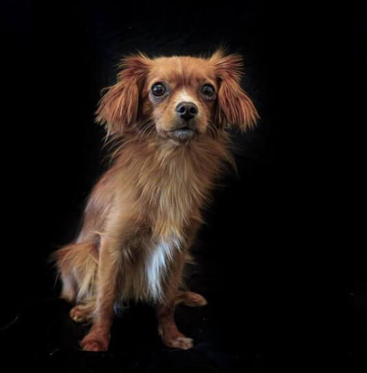 Cavapom: Cavalier King Charles Spaniel & Pomeranian - The Dogman