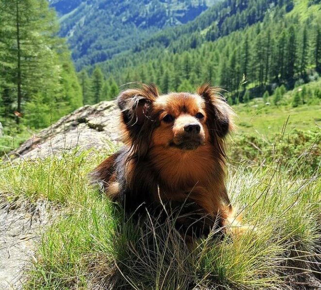 Dameranian: Dachshund & Pomeranian | The Dogman