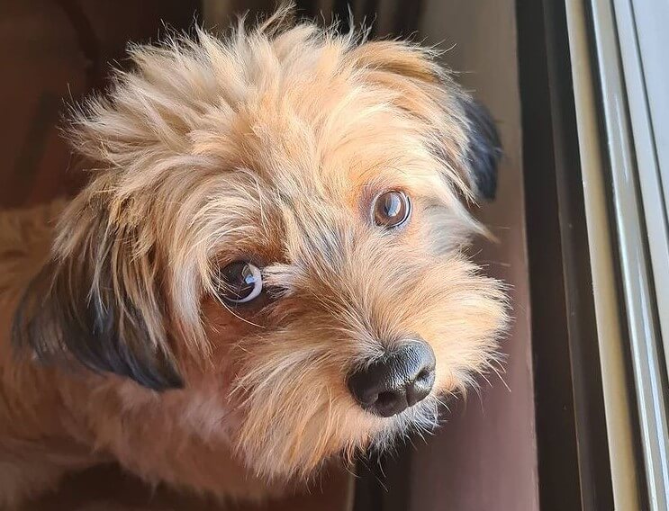 Shiranian: Shih Tzu & Pomeranian - The Dogman