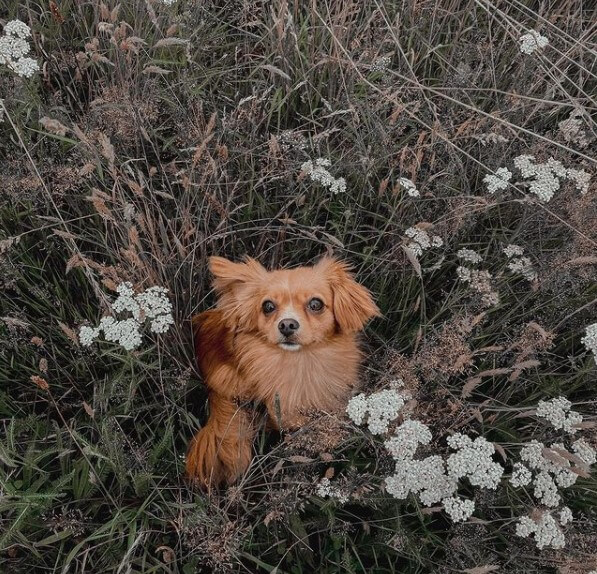 Cavapom: Cavalier King Charles Spaniel & Pomeranian - The Dogman