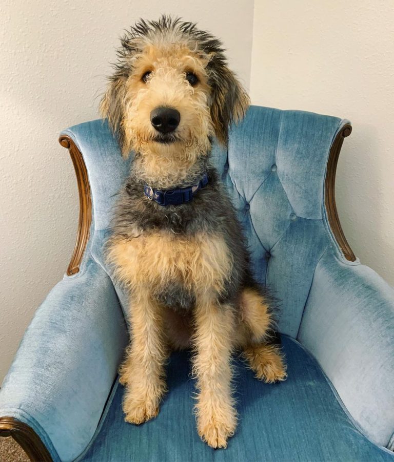 Airedoodle: Standard Poodle & Airedale Terrier - The Dogman