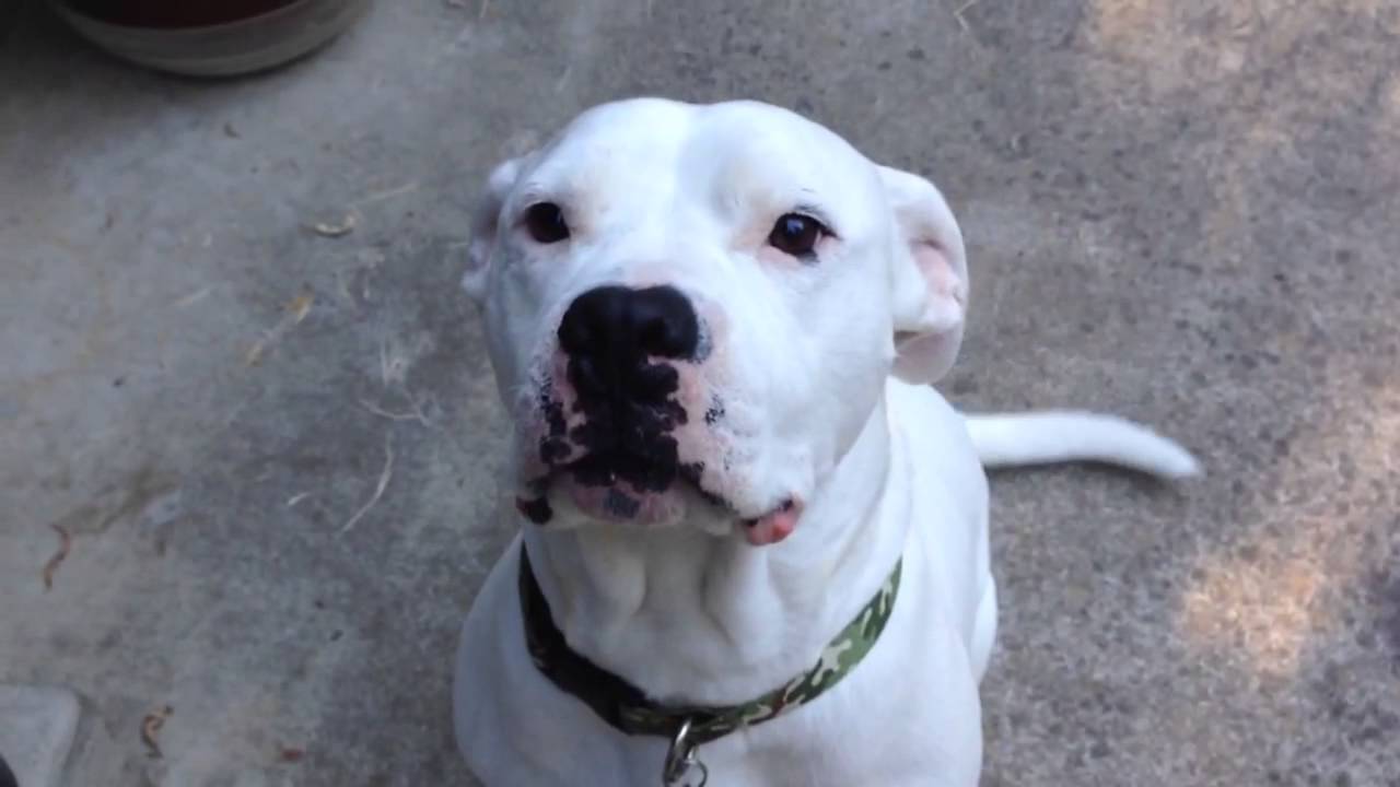 American Bullador: Labrador Retriever & English Bulldog - The Dogman