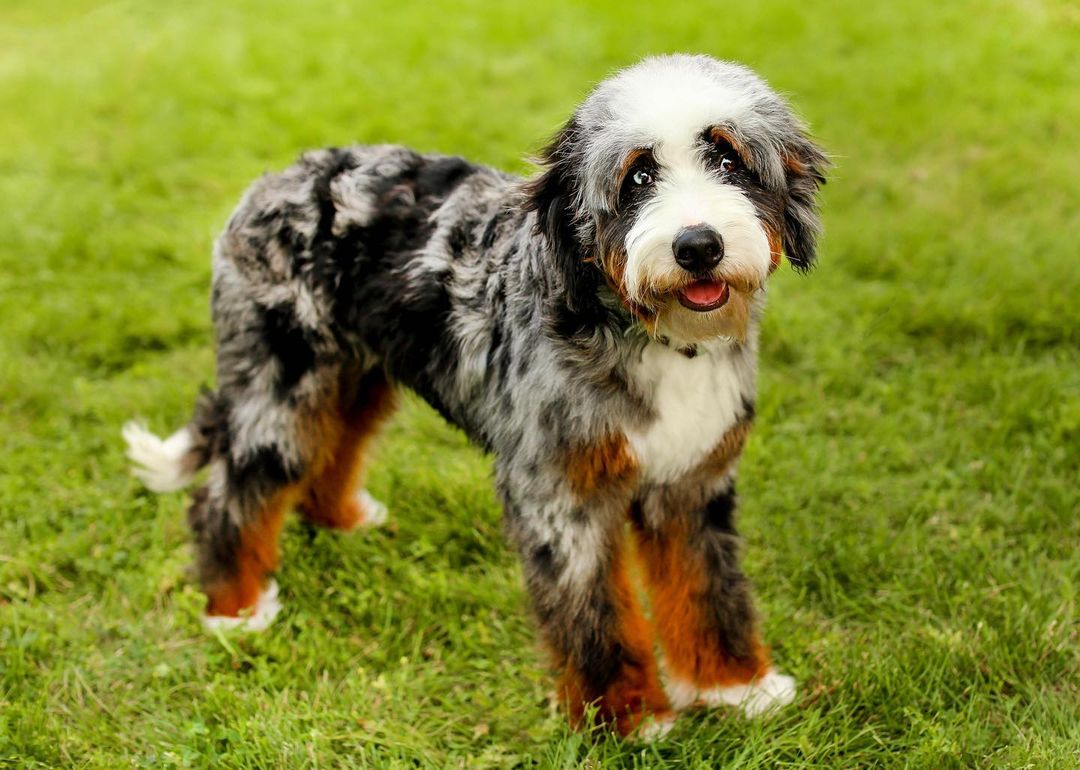 Aussiedoodle: Australian Shepherd & Poodle - The Dogman