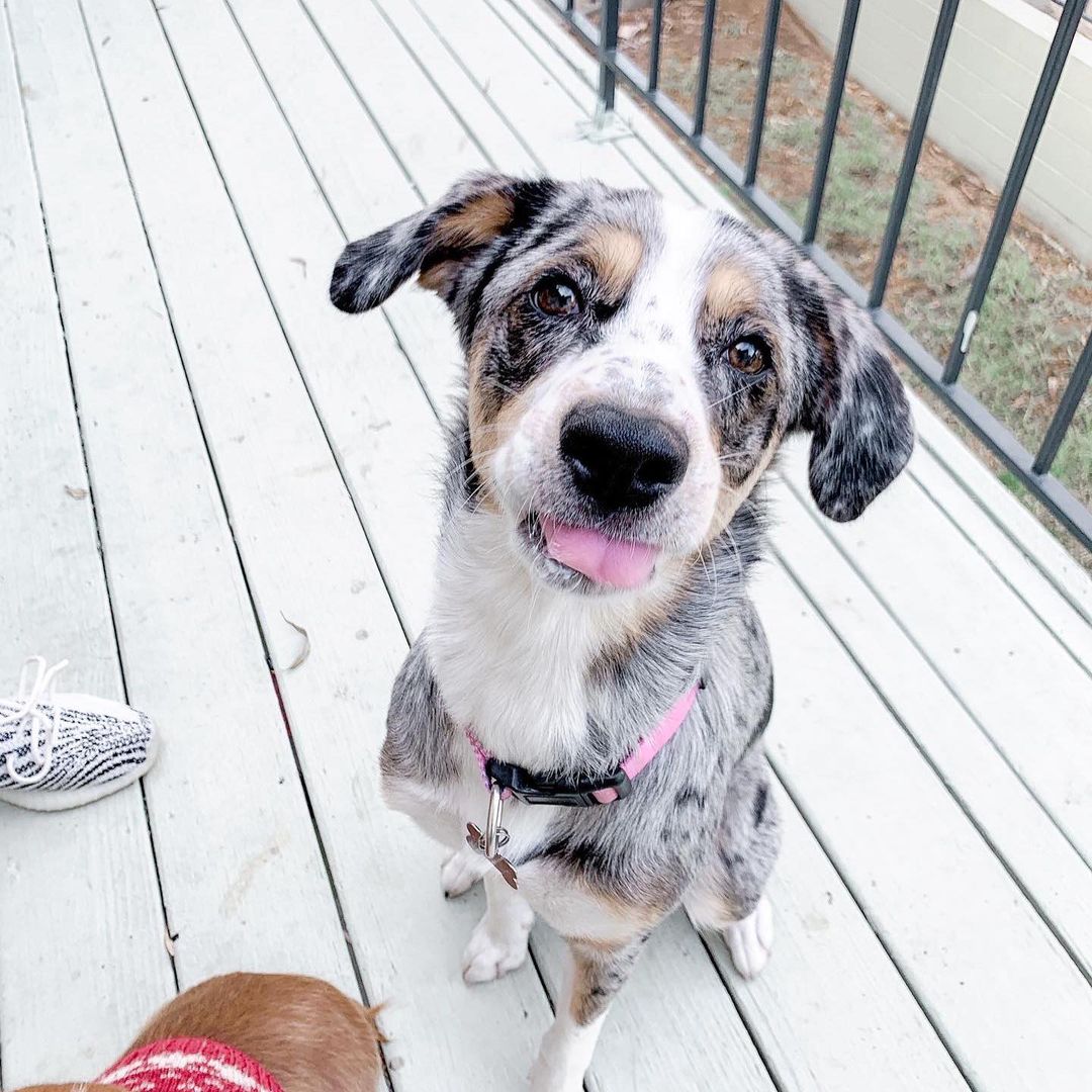 Australian Shepherd Husky: Australian Shepherd & Siberian Husky - The ...