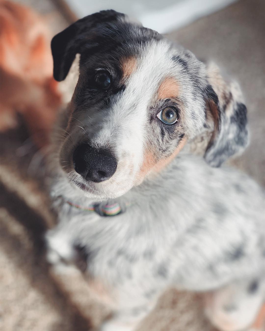 Australian Shepherd Husky: Australian Shepherd & Siberian Husky - The ...